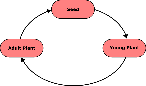 Plant Life Cycle Primary 4 Science Geniebook